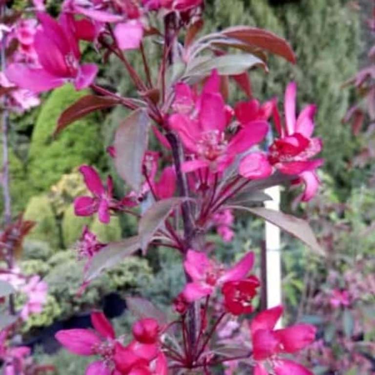 Malus Tom Matthews 
